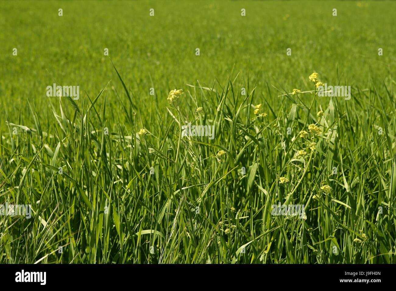 beautiful, beauteously, nice, leaf, environment, enviroment, colour ...