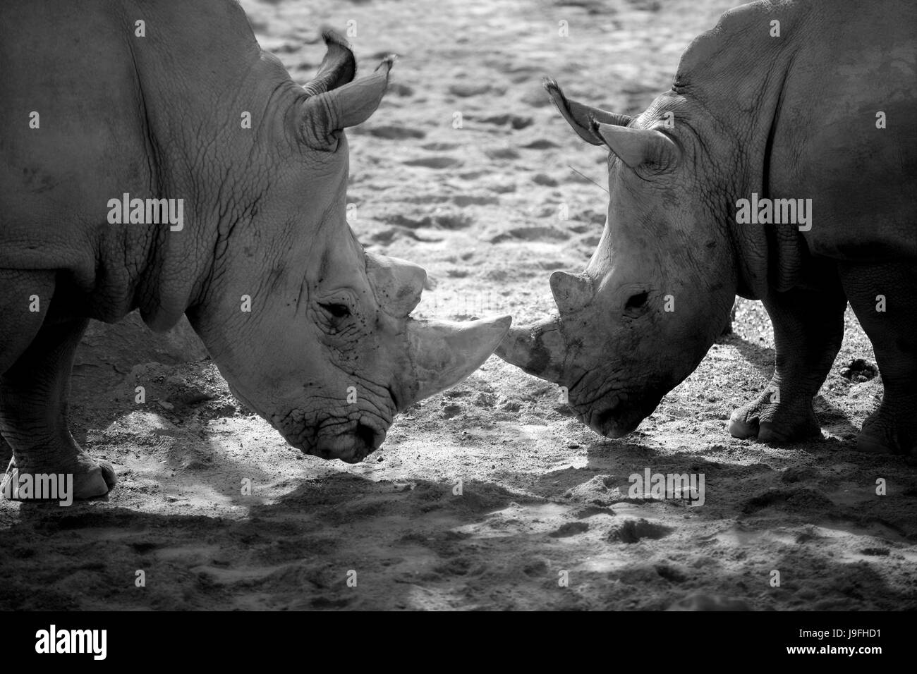 danger, big, large, enormous, extreme, powerful, imposing, immense ...