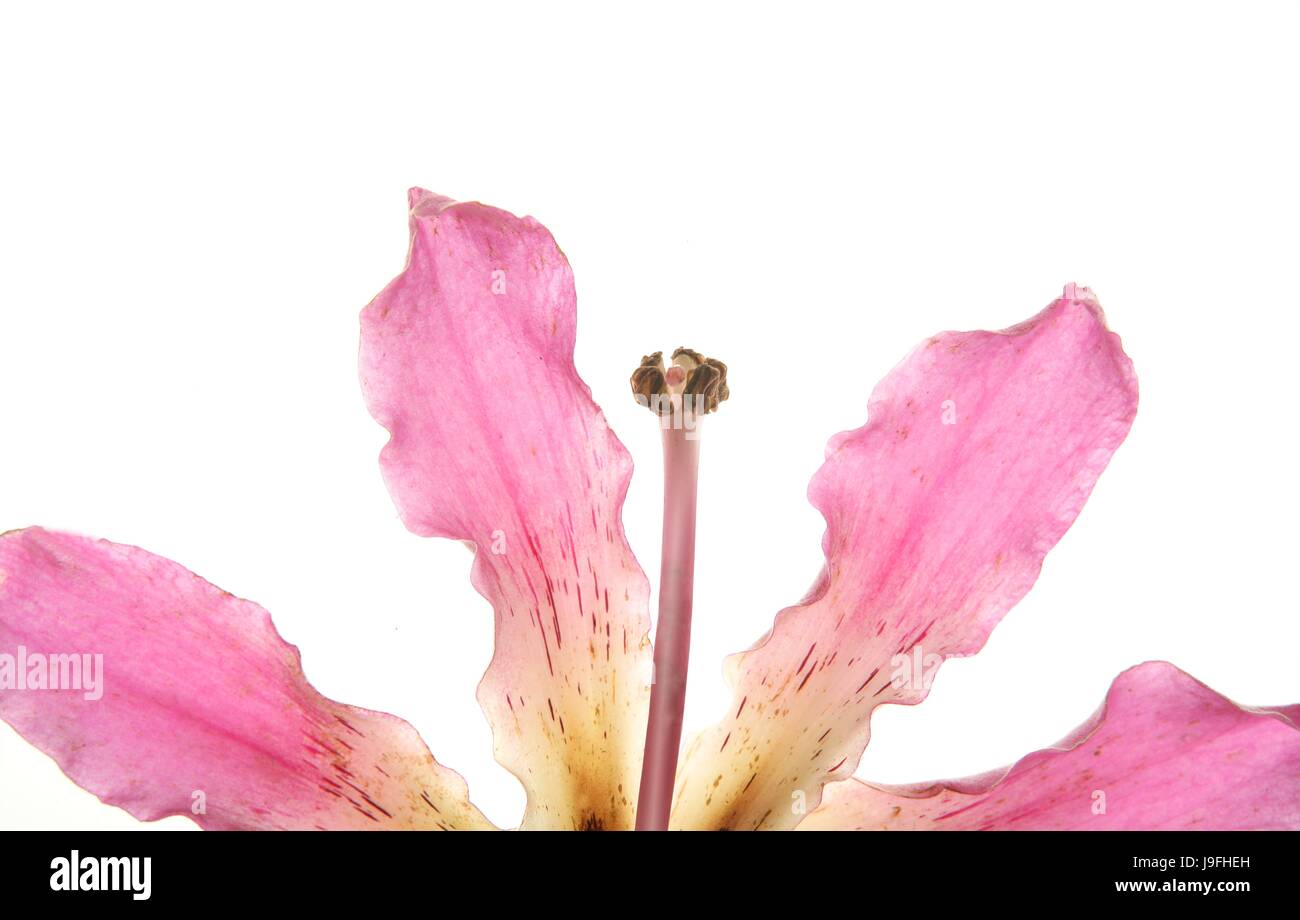 beautiful, beauteously, nice, leaf, art, isolated, model, design ...