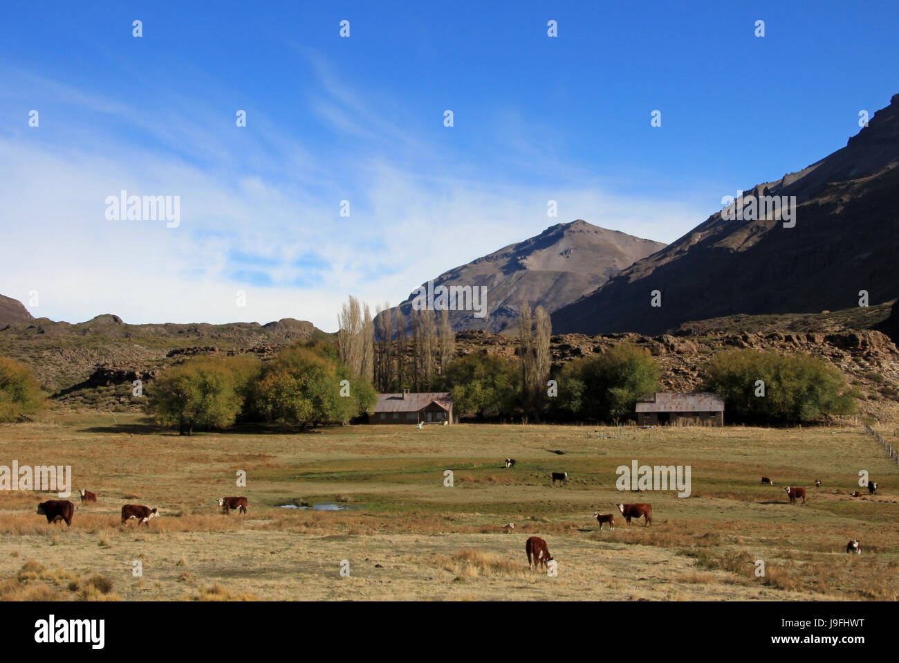 Cattle feedlot america hi-res stock photography and images - Alamy