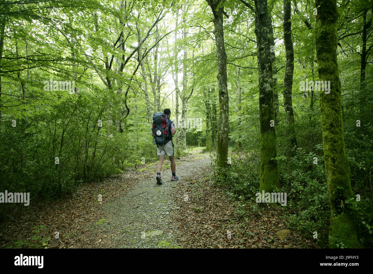 humans, human beings, people, folk, persons, human, human being, walk ...