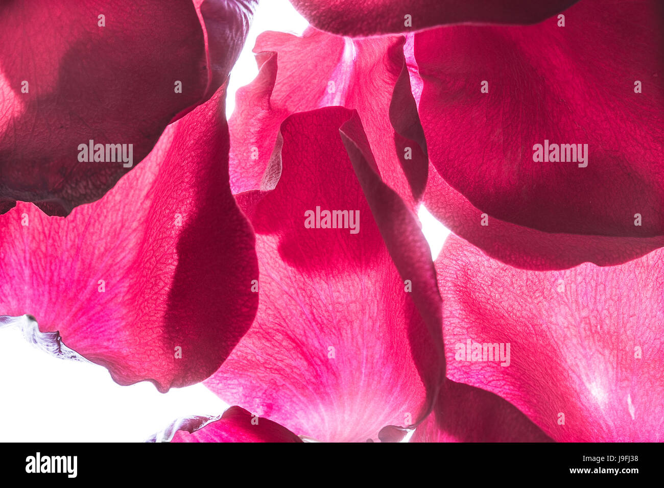 Rose petals on translucent background Stock Photo - Alamy