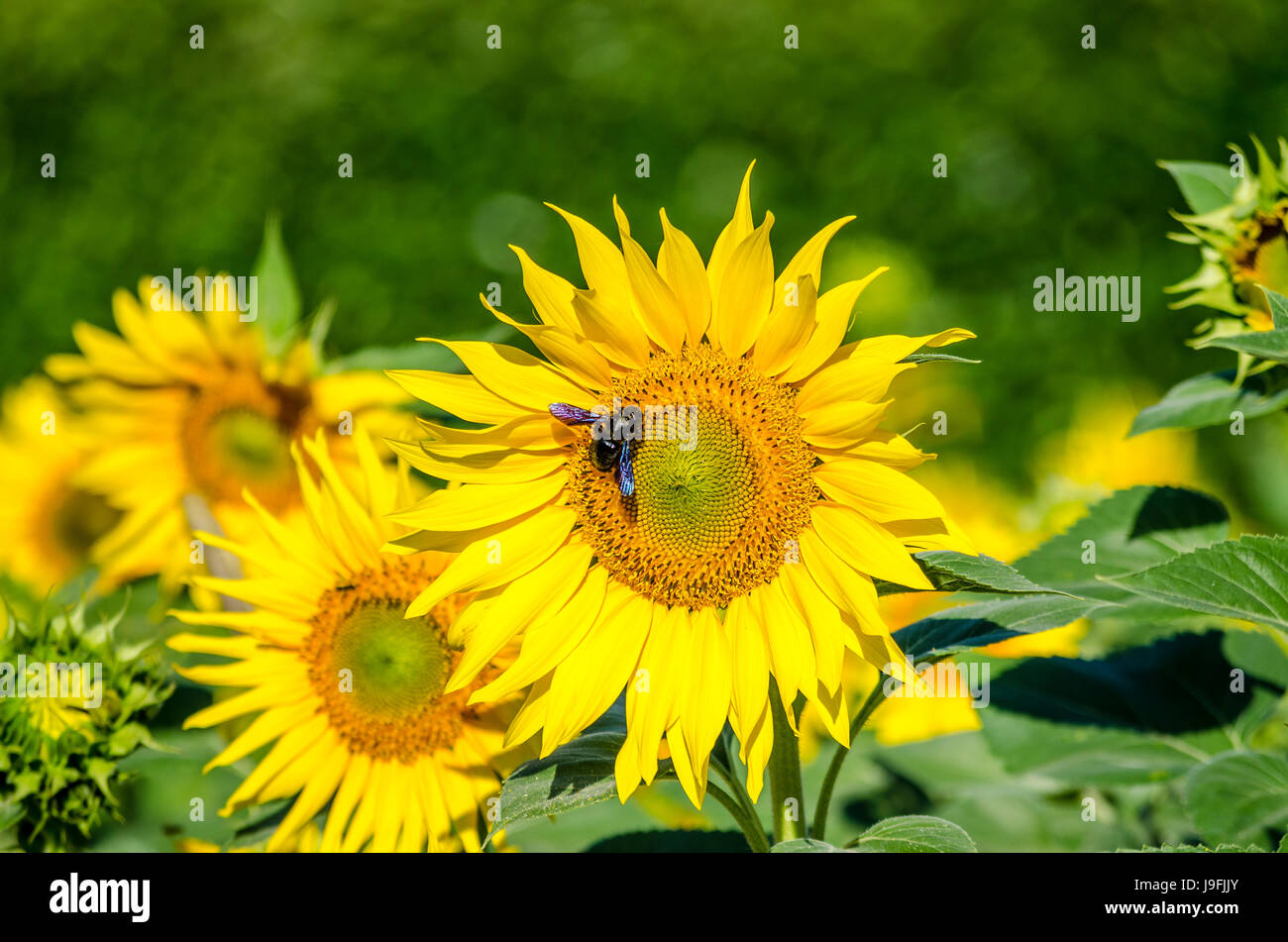 Sunflowers attracted by bees and other working insects Stock Photo - Alamy