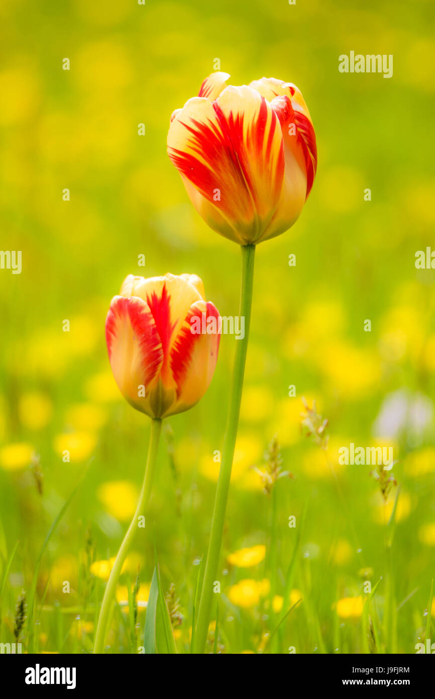 Spring scenic with tulips in a flower meadow Stock Photo - Alamy