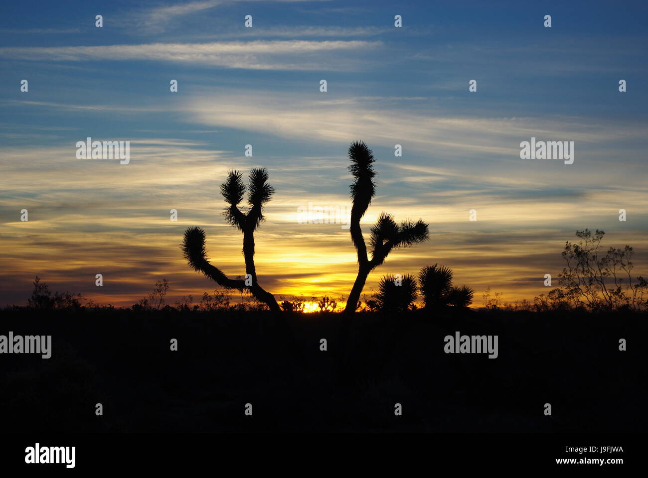 desert, wasteland, sunrise, twilight, cactus, desert, wasteland ...