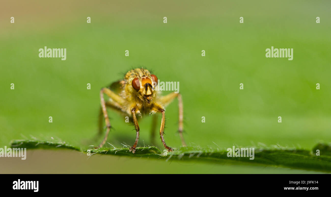 leaf, tree, insect, wing, branch, fly, gnat, nature, leaf, tree, insect ...