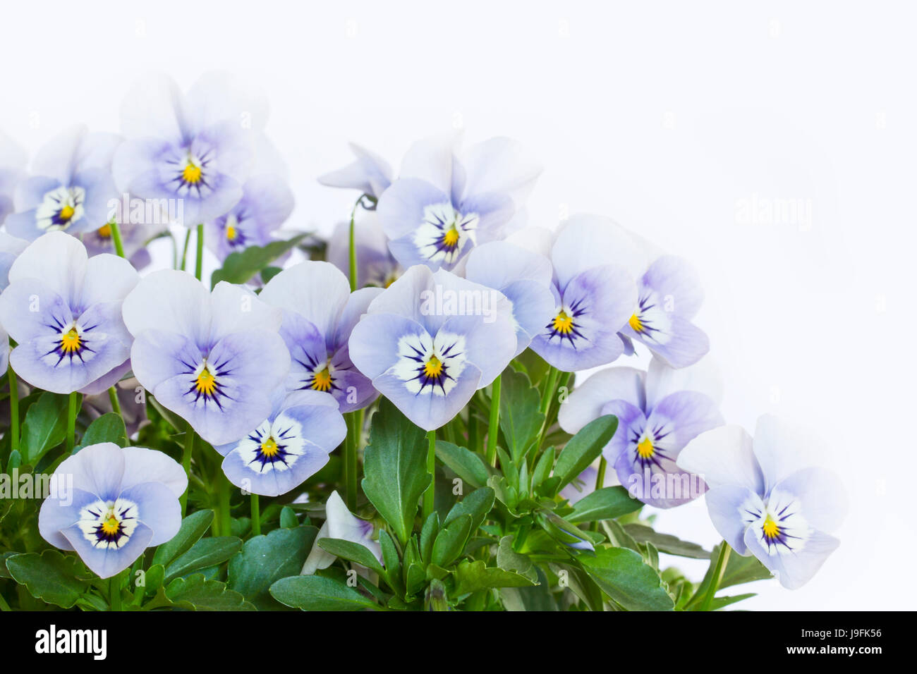 several horn violet (viola cornuta) on white background Stock Photo - Alamy