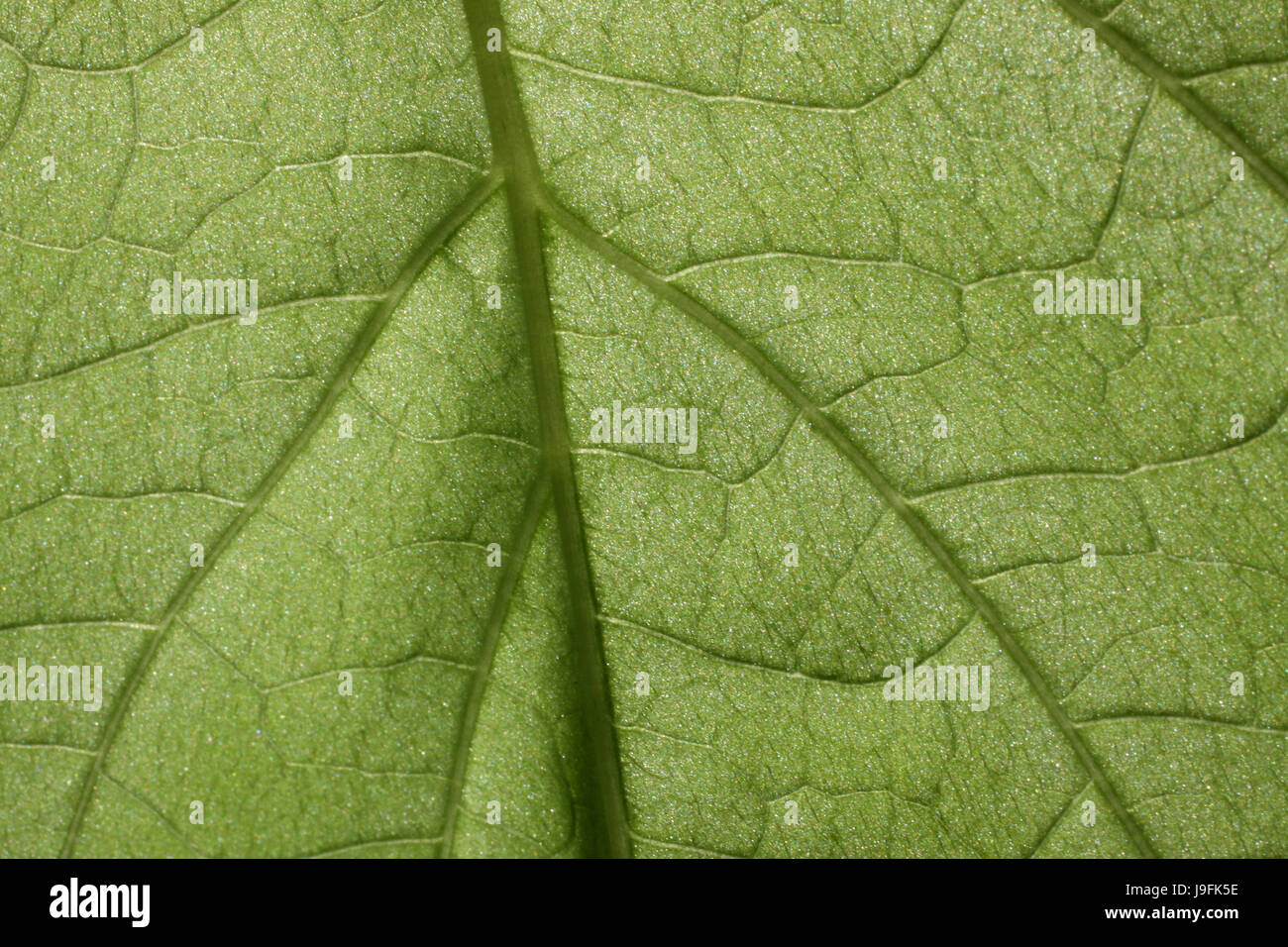 leaf, vein, epidermis, structure, fiber, leaf, macro, close-up, macro ...