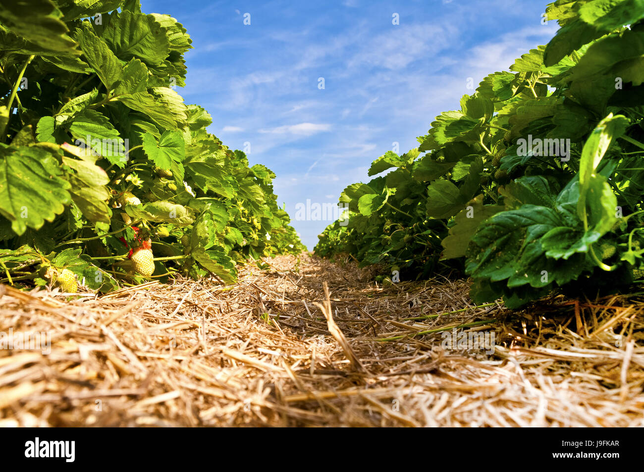 plant, leaves, field, summer, summerly, fruit, hay, strawberries, plant ...