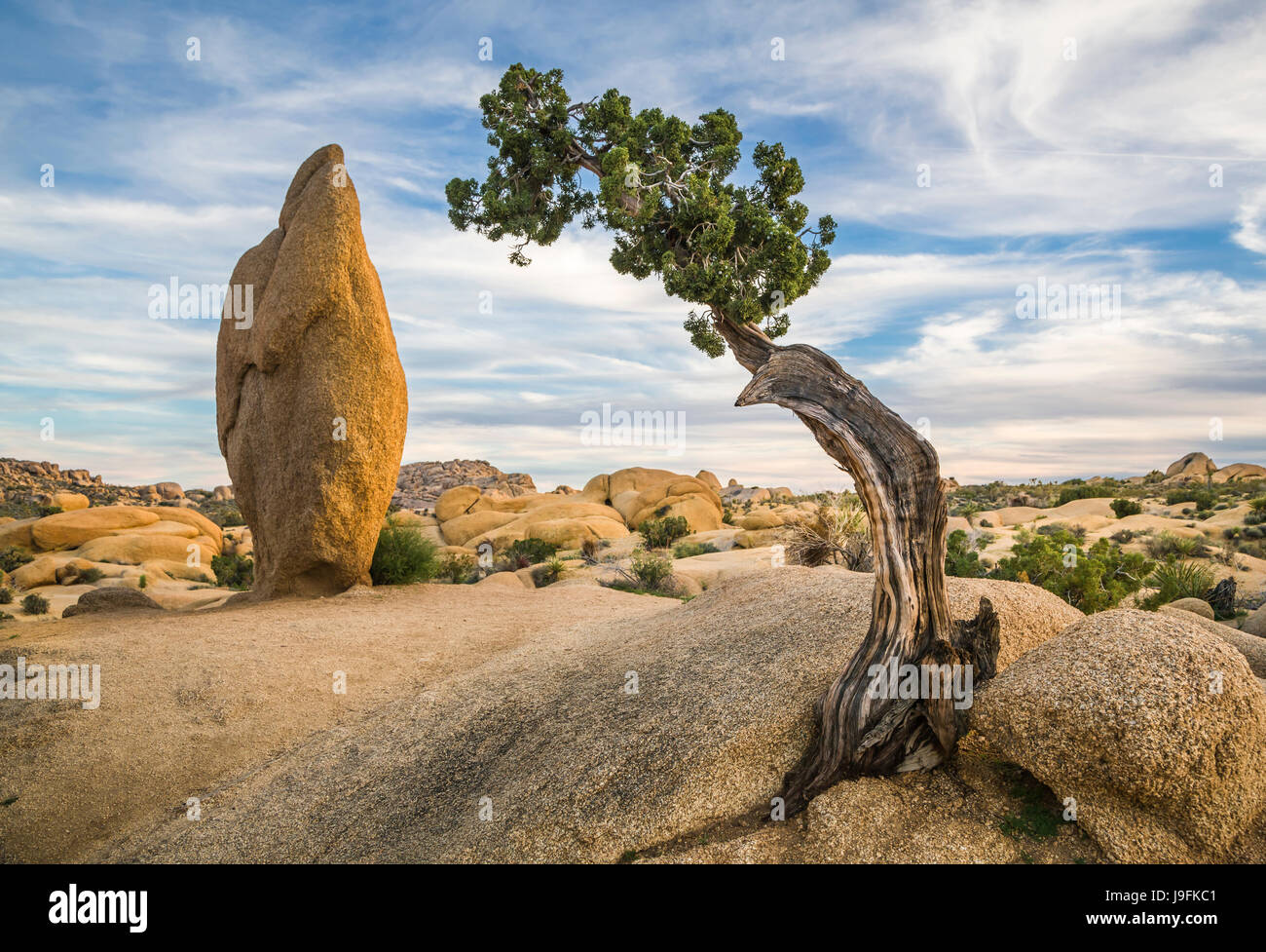 A balanced rock and pine tree in Joshua Tree National Park, California ...