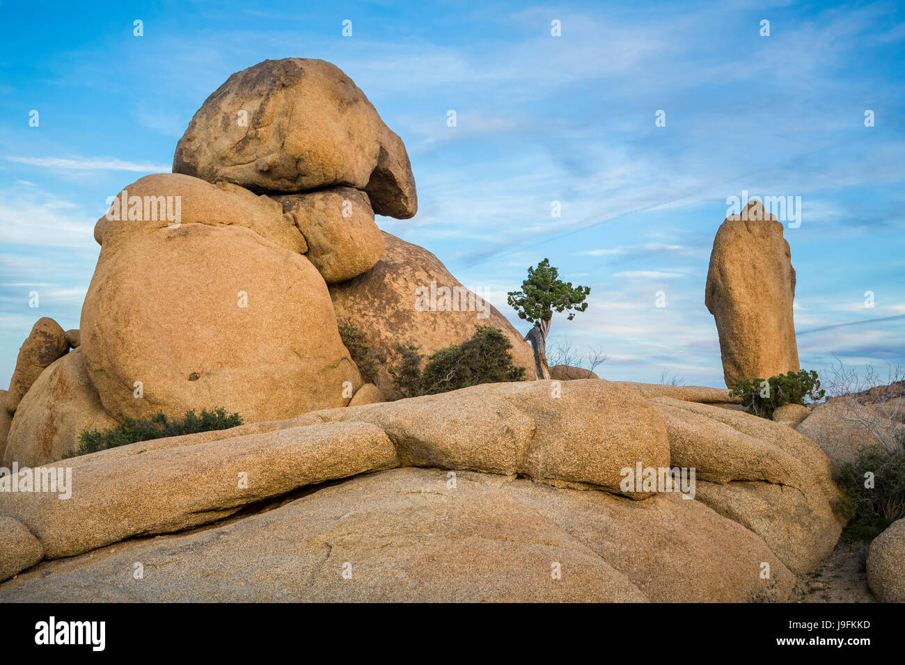 A balanced rock and pine tree in Joshua Tree National Park, California ...