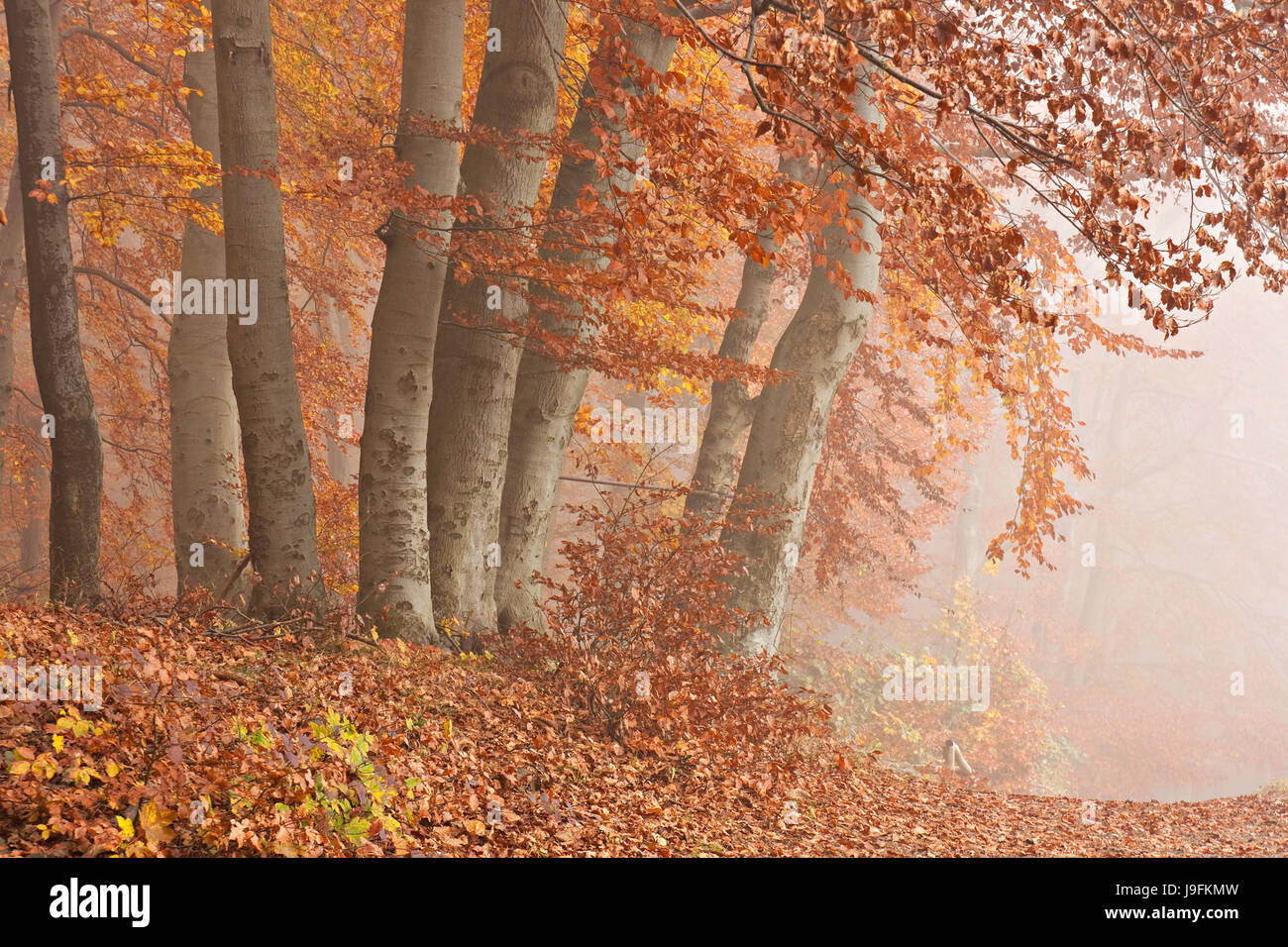 fog, reprove, autumn foliage, november, forest, fall, autumn, book ...