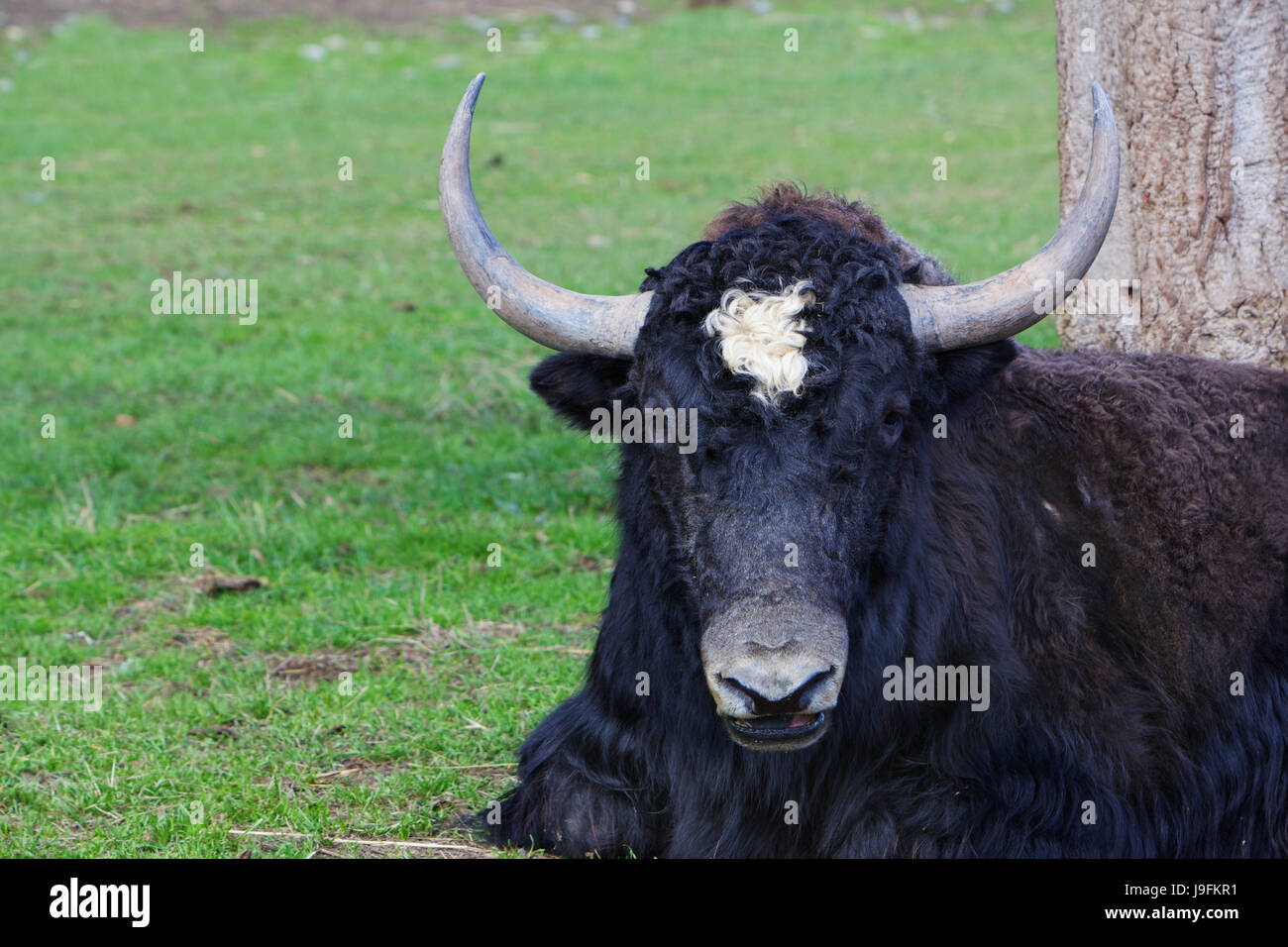 tree, trees, park, animal, fauna, face, portrait, zoo, dirt, wildlife ...