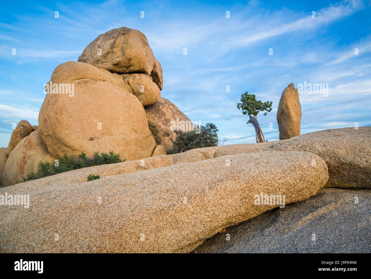 A balanced rock and pine tree in Joshua Tree National Park, California ...