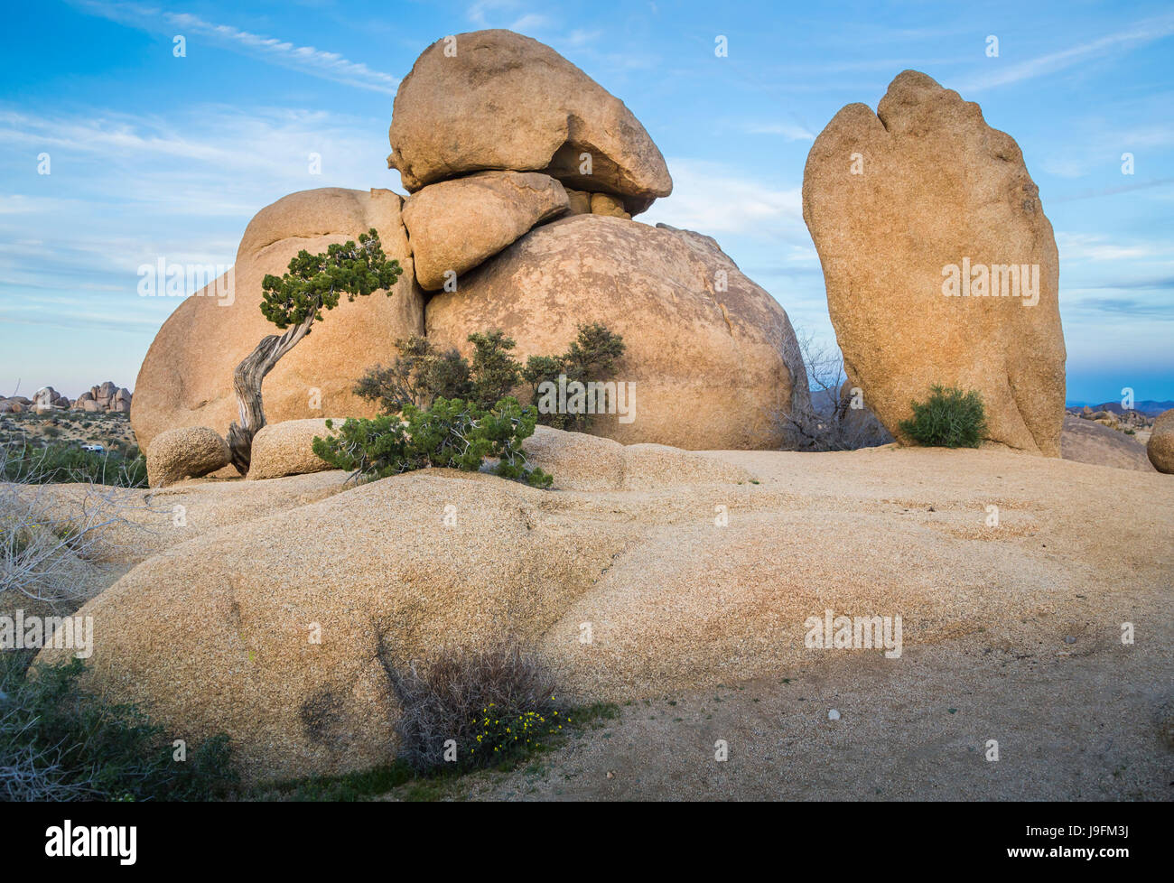 Jumbo tree hi-res stock photography and images - Alamy