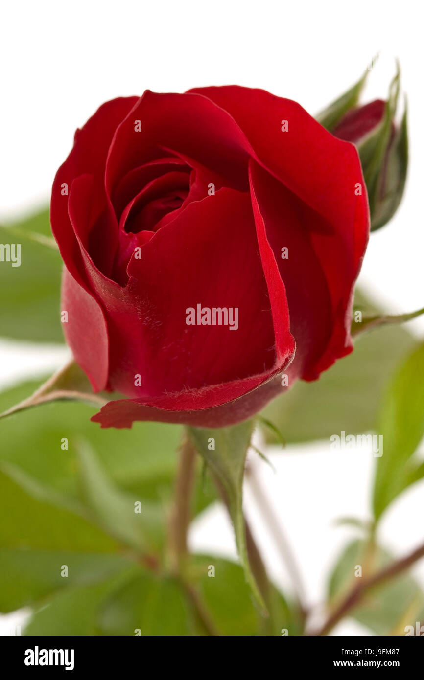 Red climbing rose hi-res stock photography and images - Alamy