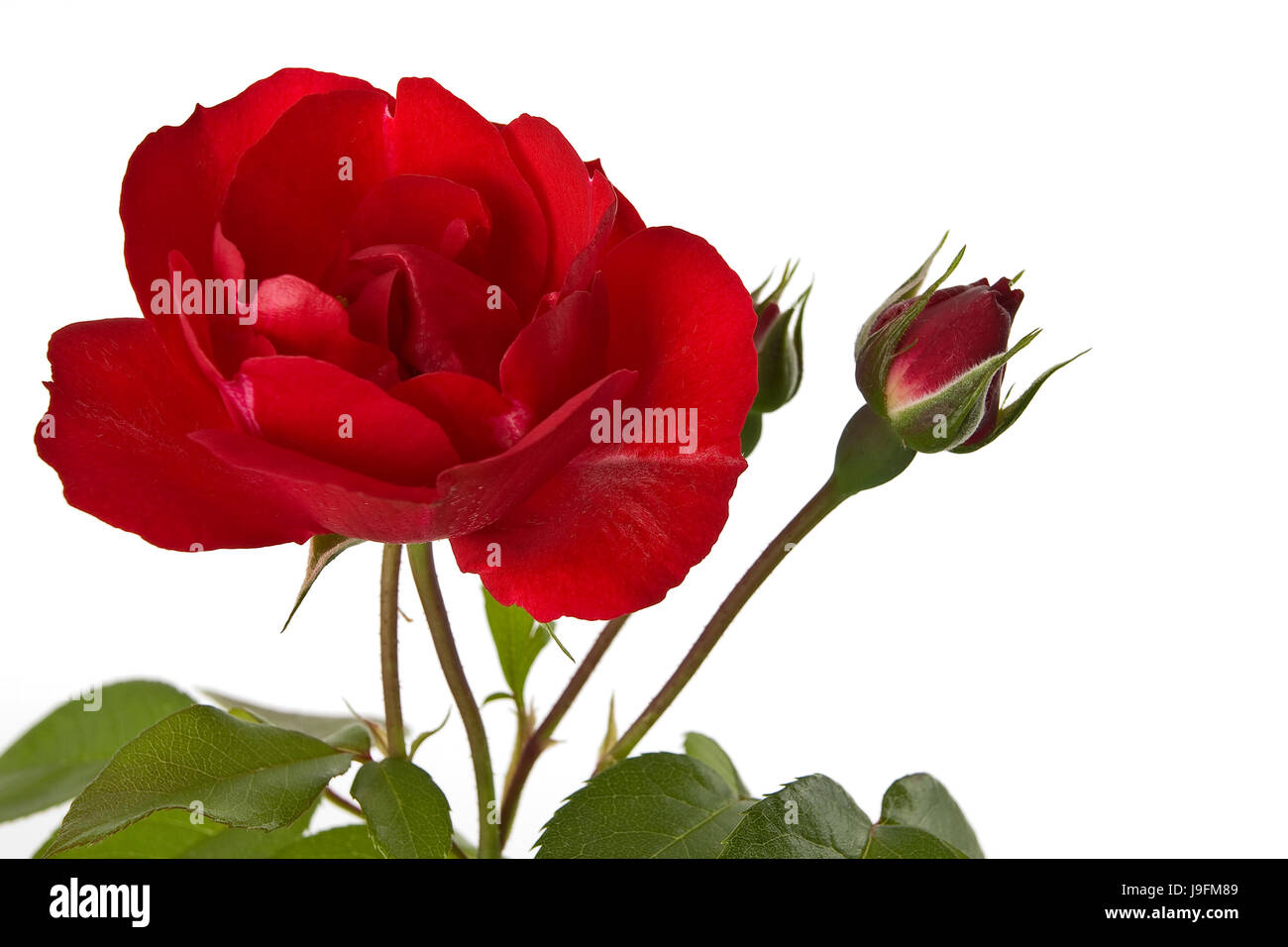 flower, rose, plant, roses, bud, rose bloom, bunch of roses, rosebud ...