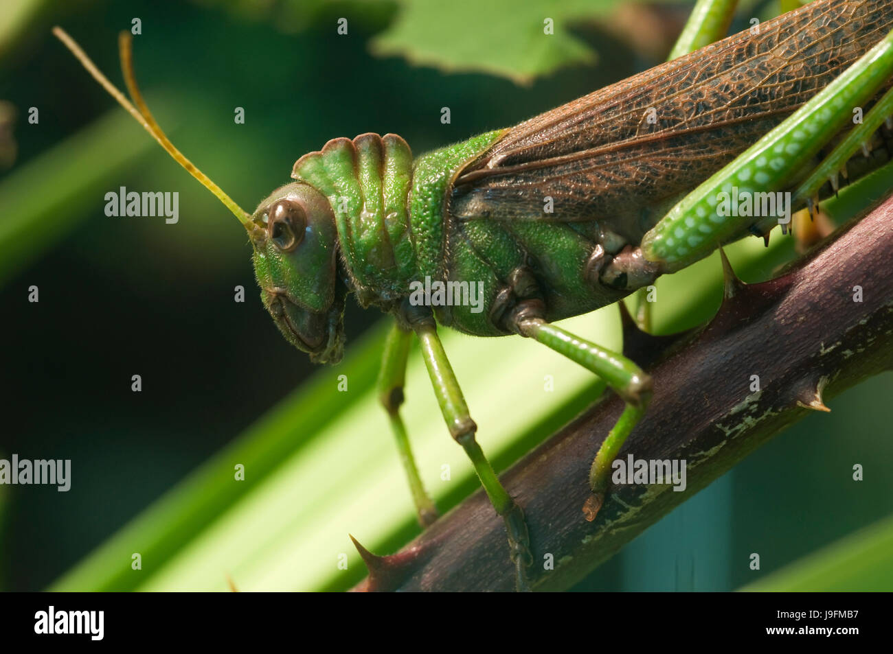 tropidacris collaris tree quarter Stock Photo - Alamy