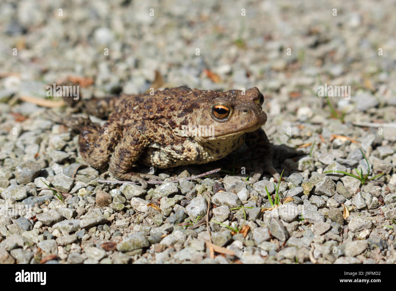 Toad on gravel hi-res stock photography and images - Alamy