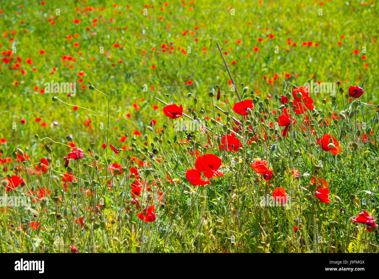 Poppy red fondo hi-res stock photography and images - Alamy