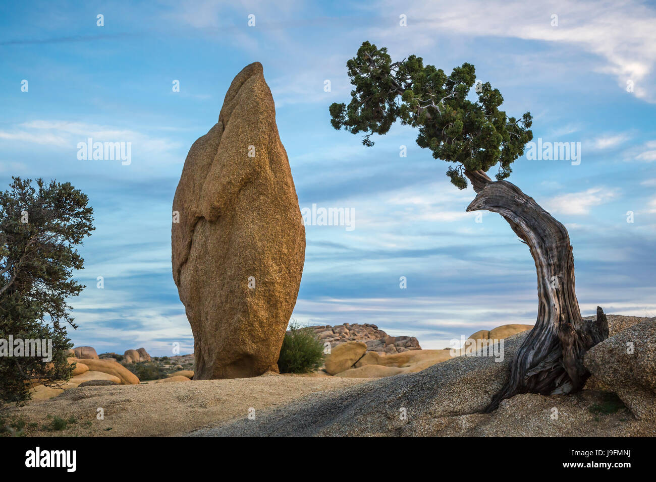 A balanced rock and pine tree in Joshua Tree National Park, California ...