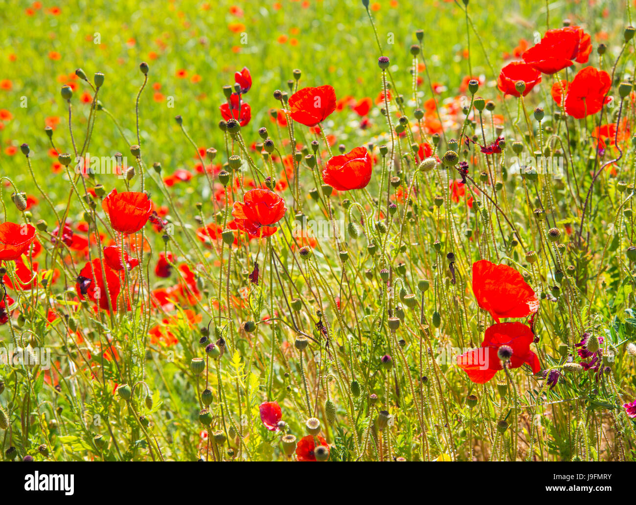 Red flowered poppy hi-res stock photography and images - Alamy