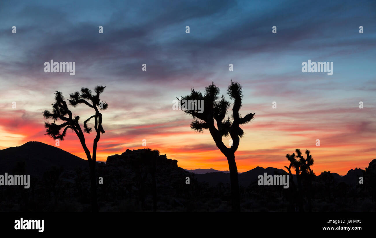 Silhouette of joshua tree hi-res stock photography and images - Alamy