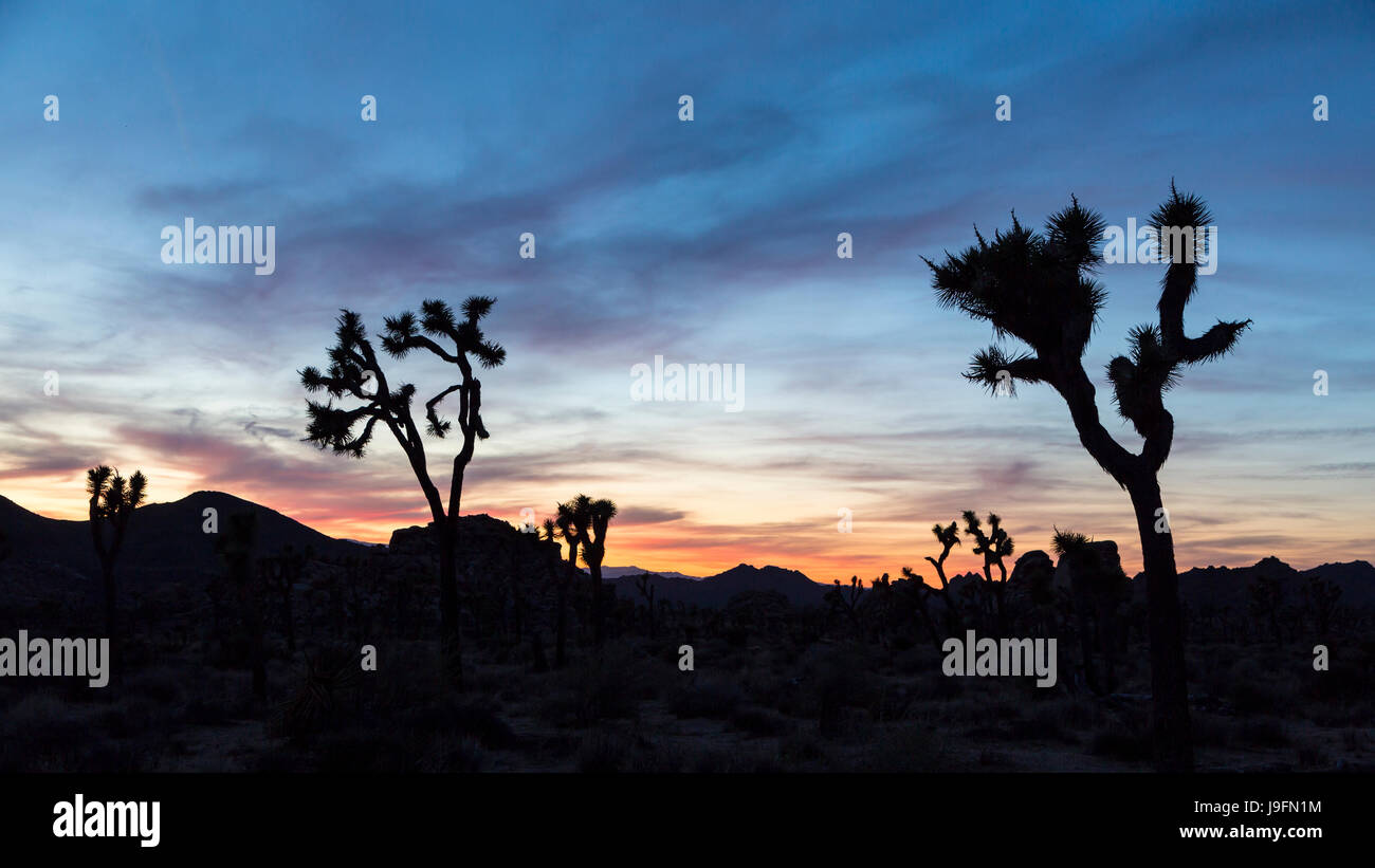 Silhouette of joshua tree hi-res stock photography and images - Alamy