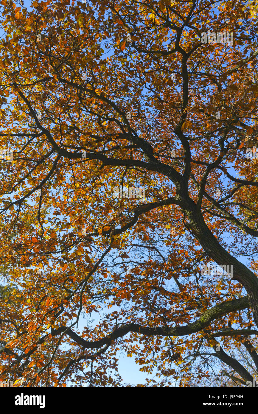 colour, branch, color, forest, fall, autumn, leaf, composition, colour ...