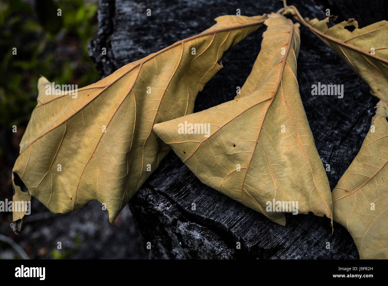 Dried up leaf cluster from an oak tree Stock Photo - Alamy