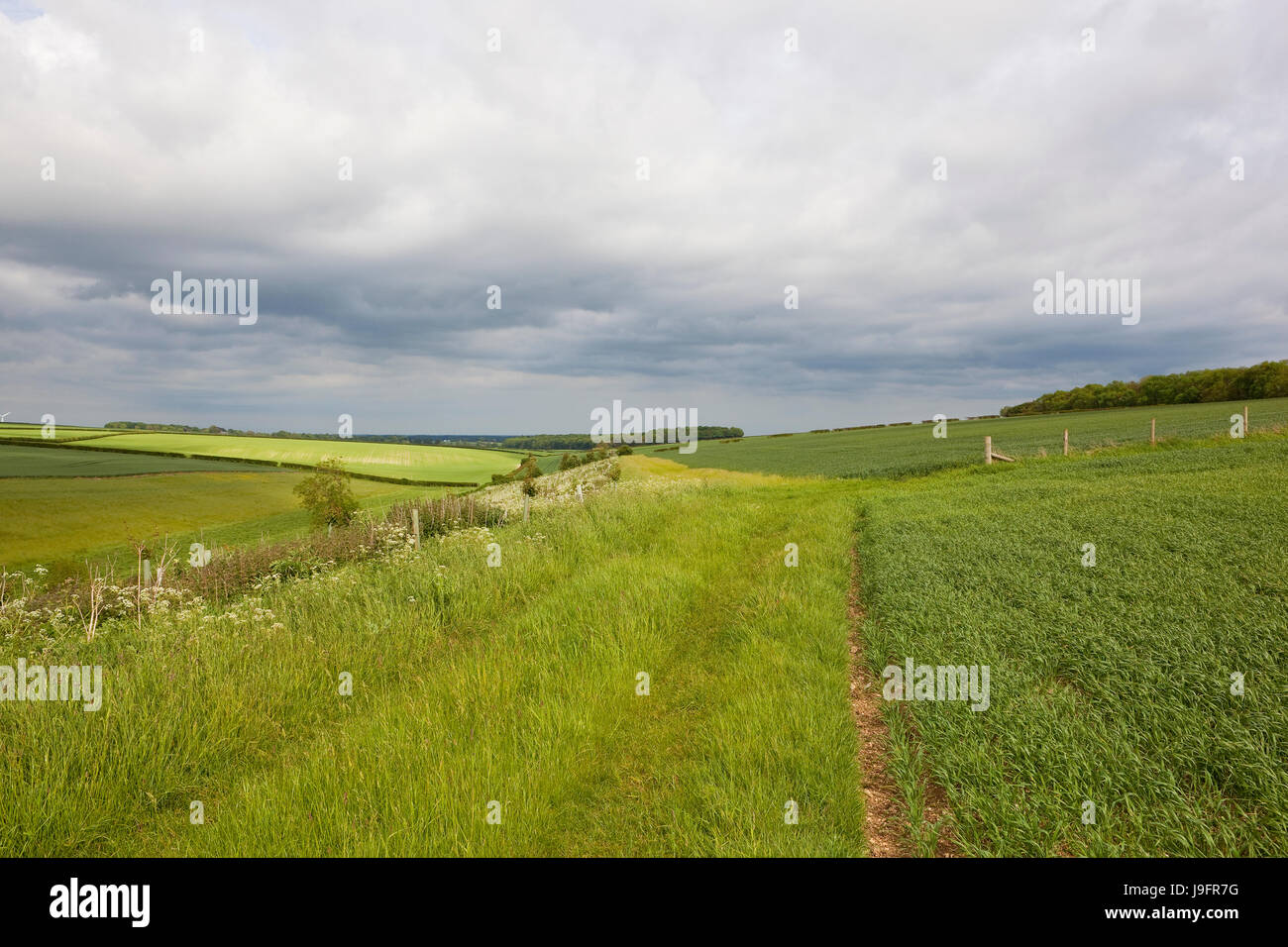 yorkshire wolds scenery in agricultural land with hills and hedgerows ...