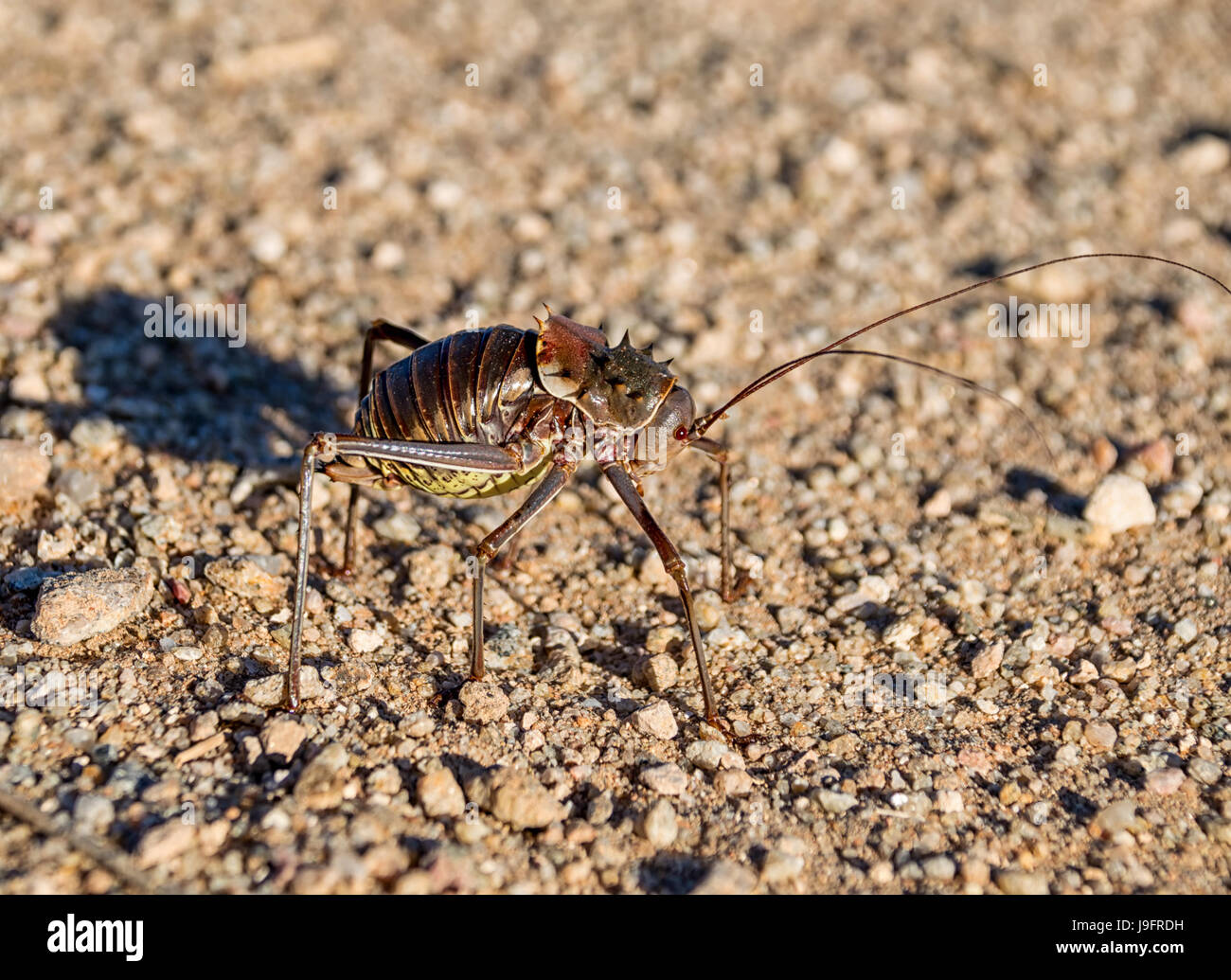 Koringkriek hi-res stock photography and images - Alamy