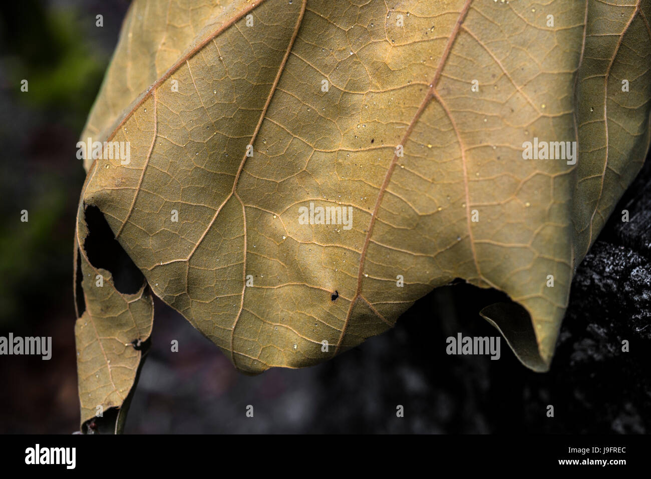 Dried up leaf cluster from an oak tree Stock Photo - Alamy