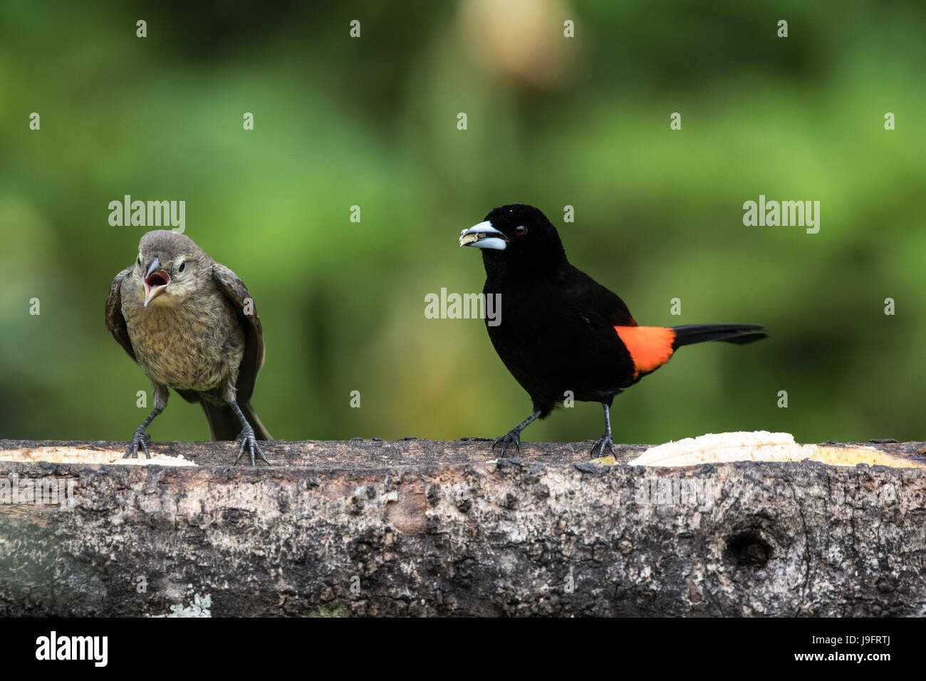 Flycatcher and red rumped tanager in Colombia South America Stock Photo ...