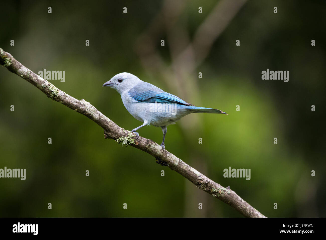 Blue grey tanager south america hi-res stock photography and images - Alamy
