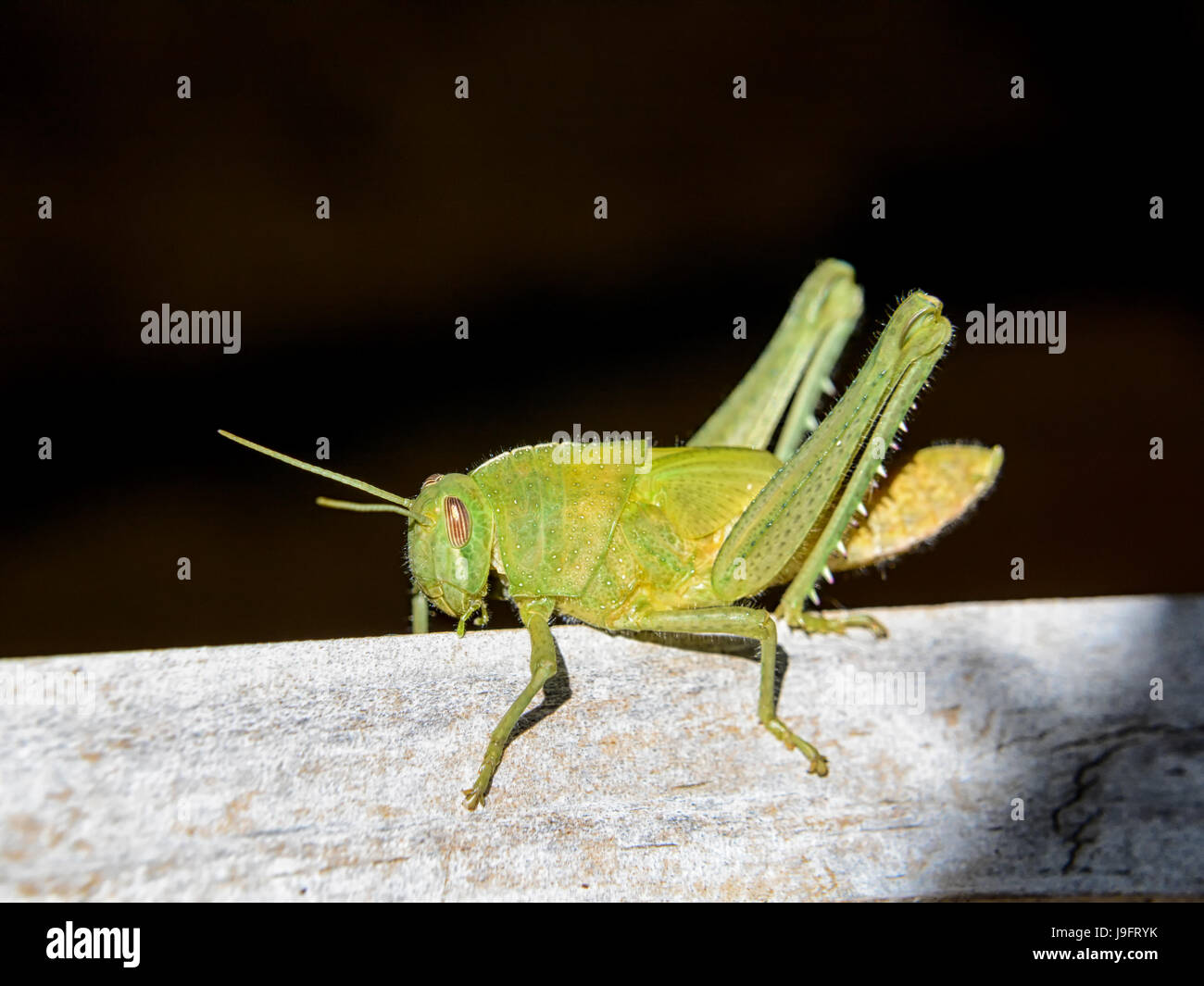 Close up young locust in hi-res stock photography and images - Alamy