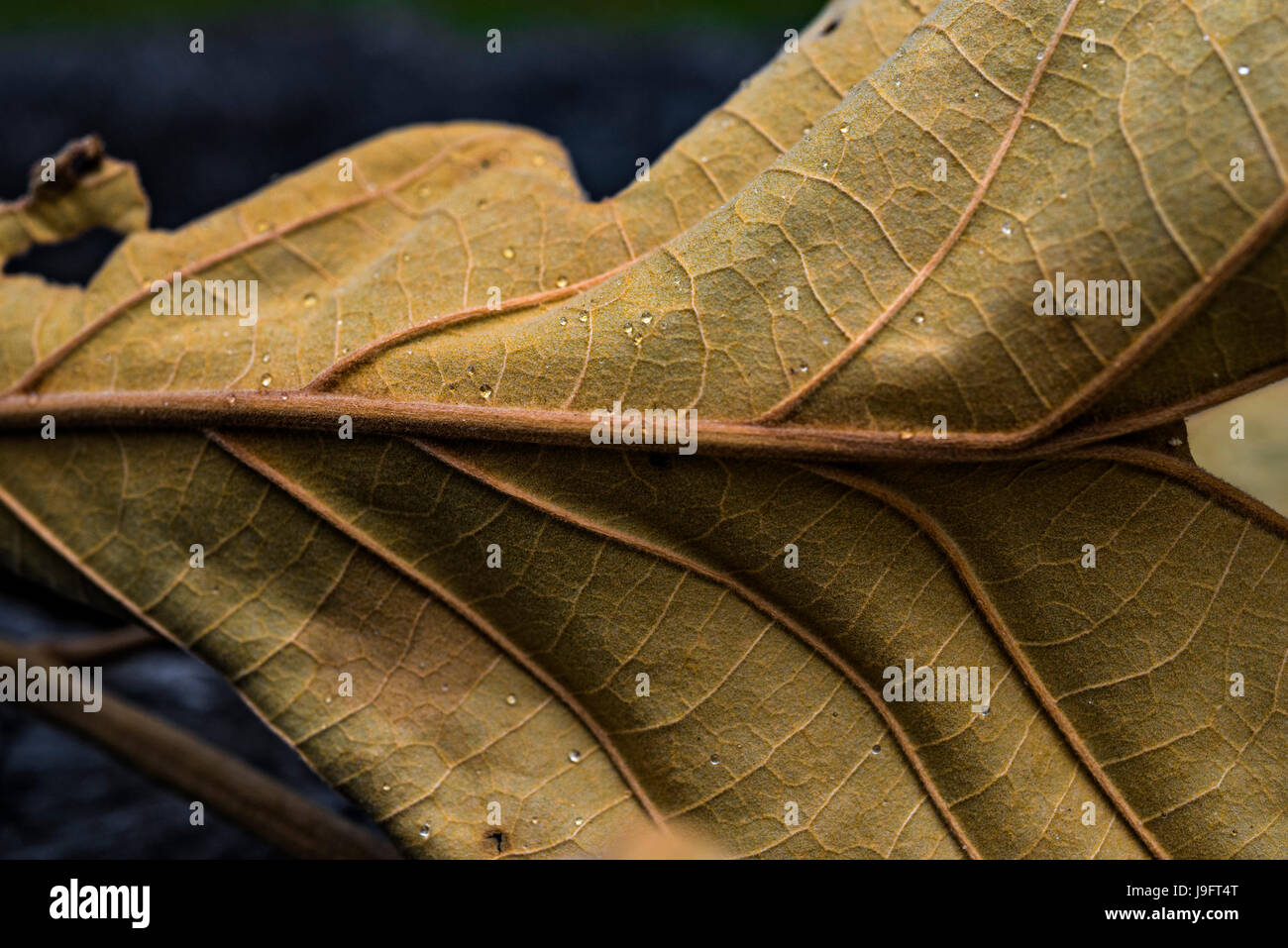 Dried up leaf cluster from an oak tree Stock Photo - Alamy