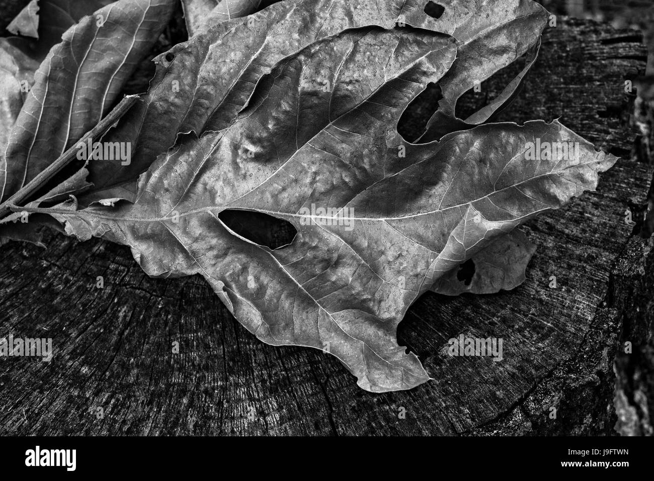 Dried up leaf cluster from an oak tree Stock Photo - Alamy