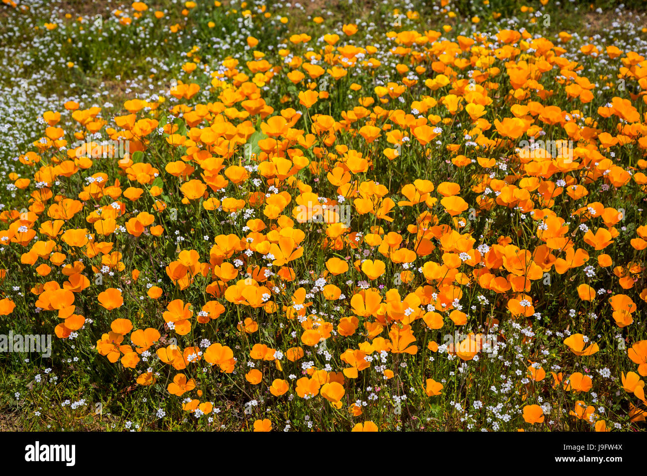 Close up california poppies hi-res stock photography and images - Alamy