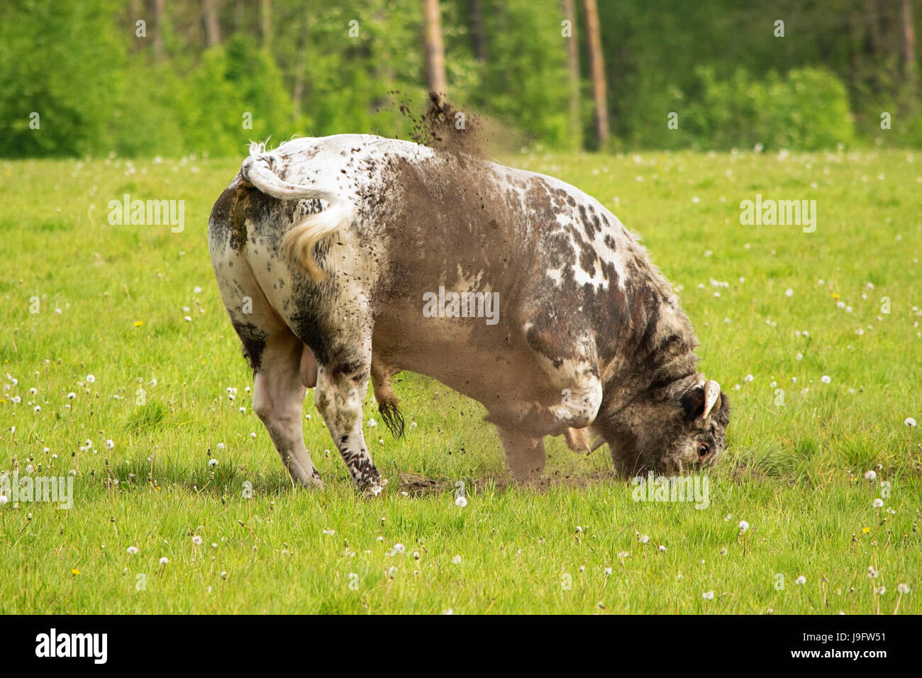 Throwing Dirt High Resolution Stock Photography and Images - Alamy