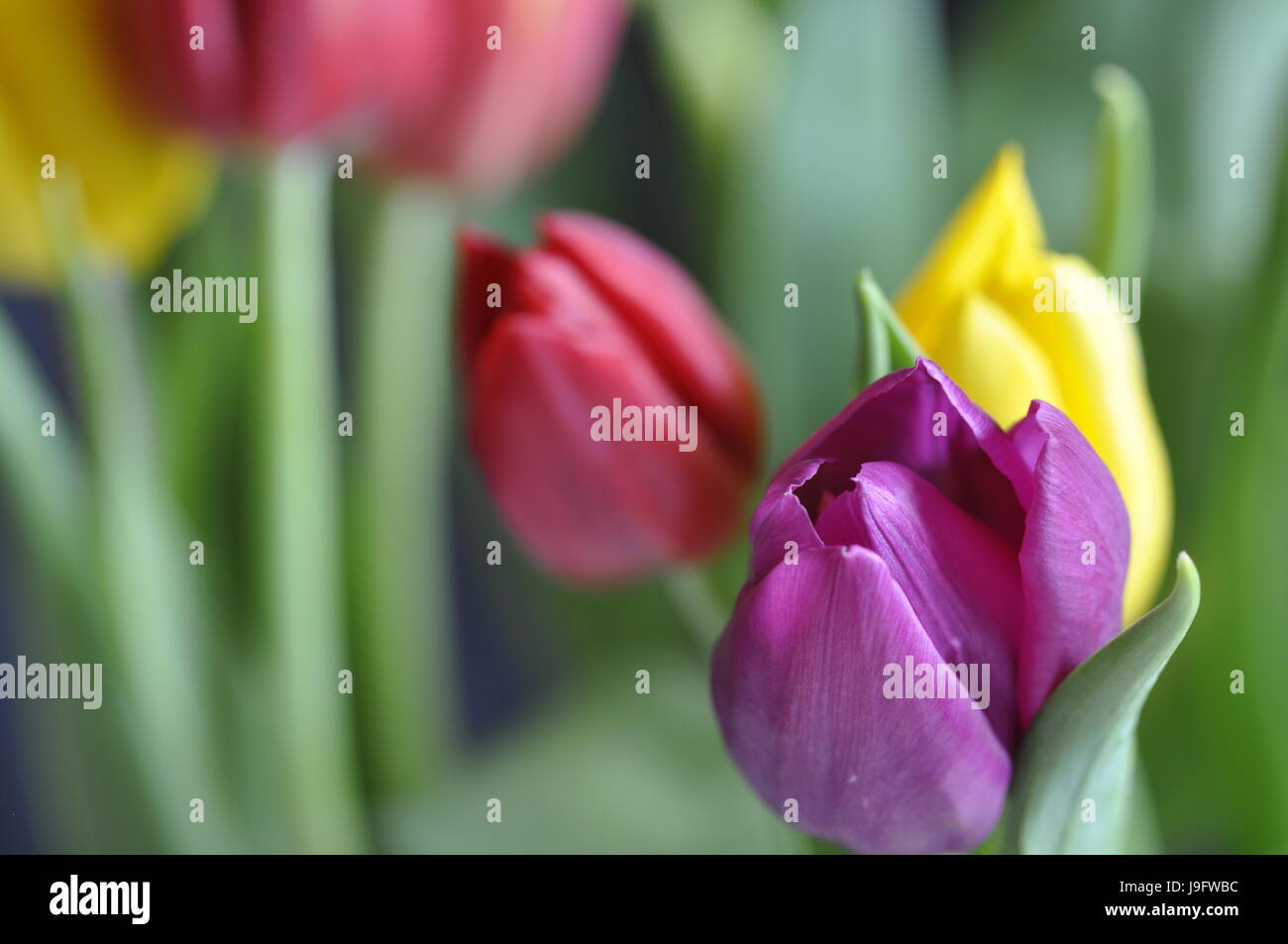 Close up Tulips beginning to open Stock Photo - Alamy