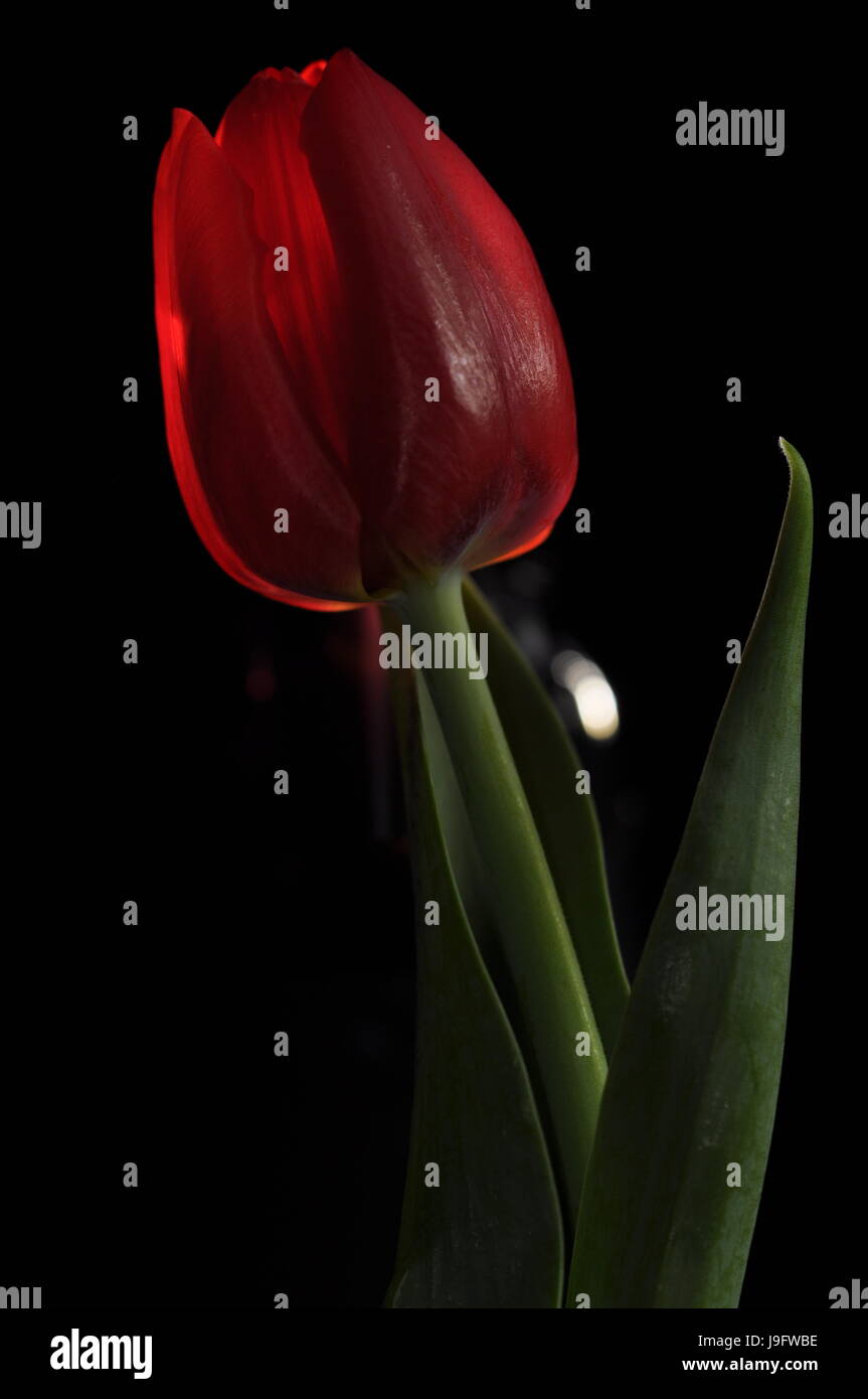 Backlit tulip hi-res stock photography and images - Alamy