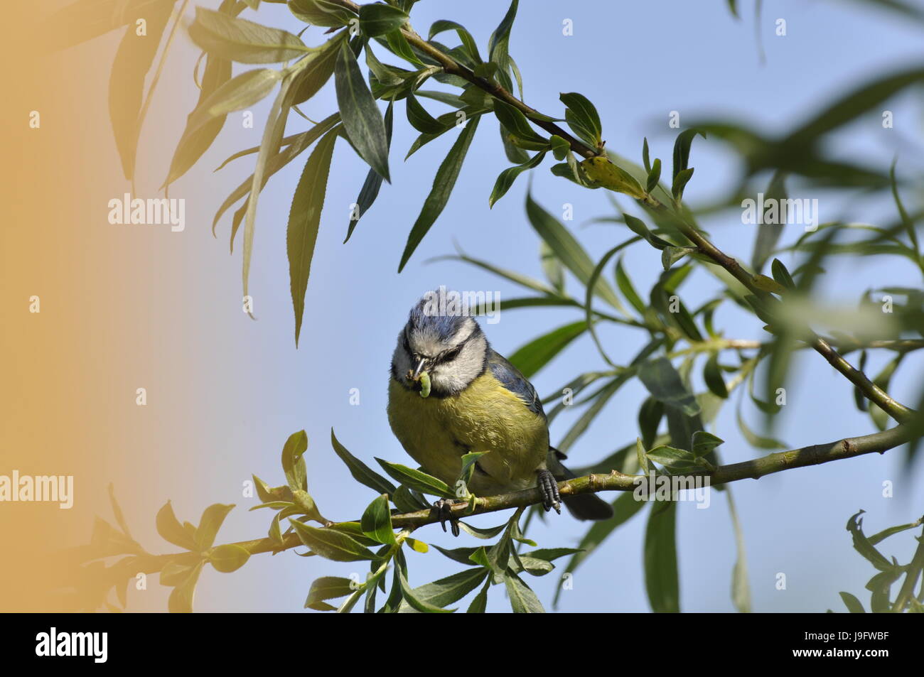 Yellow Tit bird eating a grub Stock Photo - Alamy