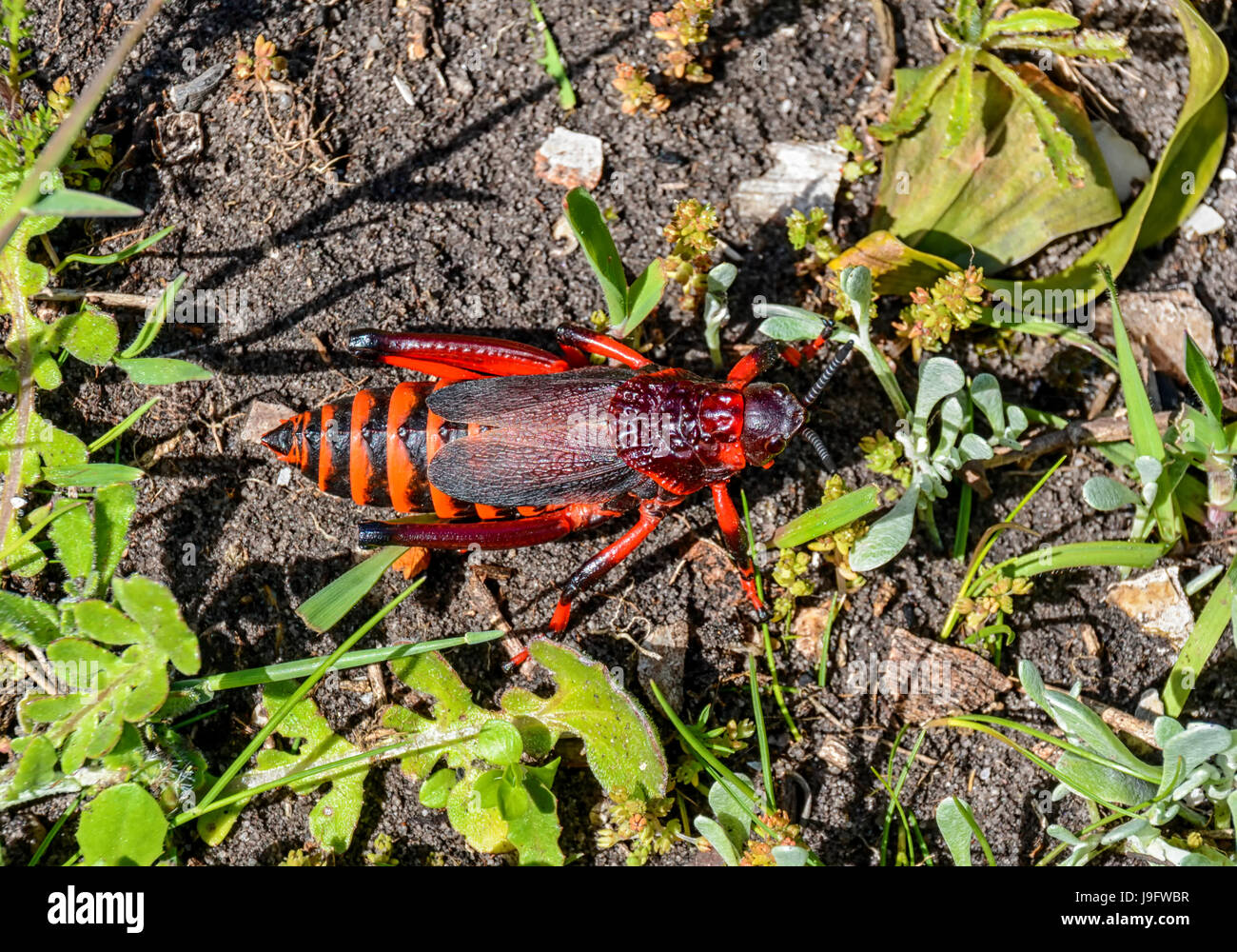 A Koppie Foam Grasshopper in Southern African savanna Stock Photo - Alamy