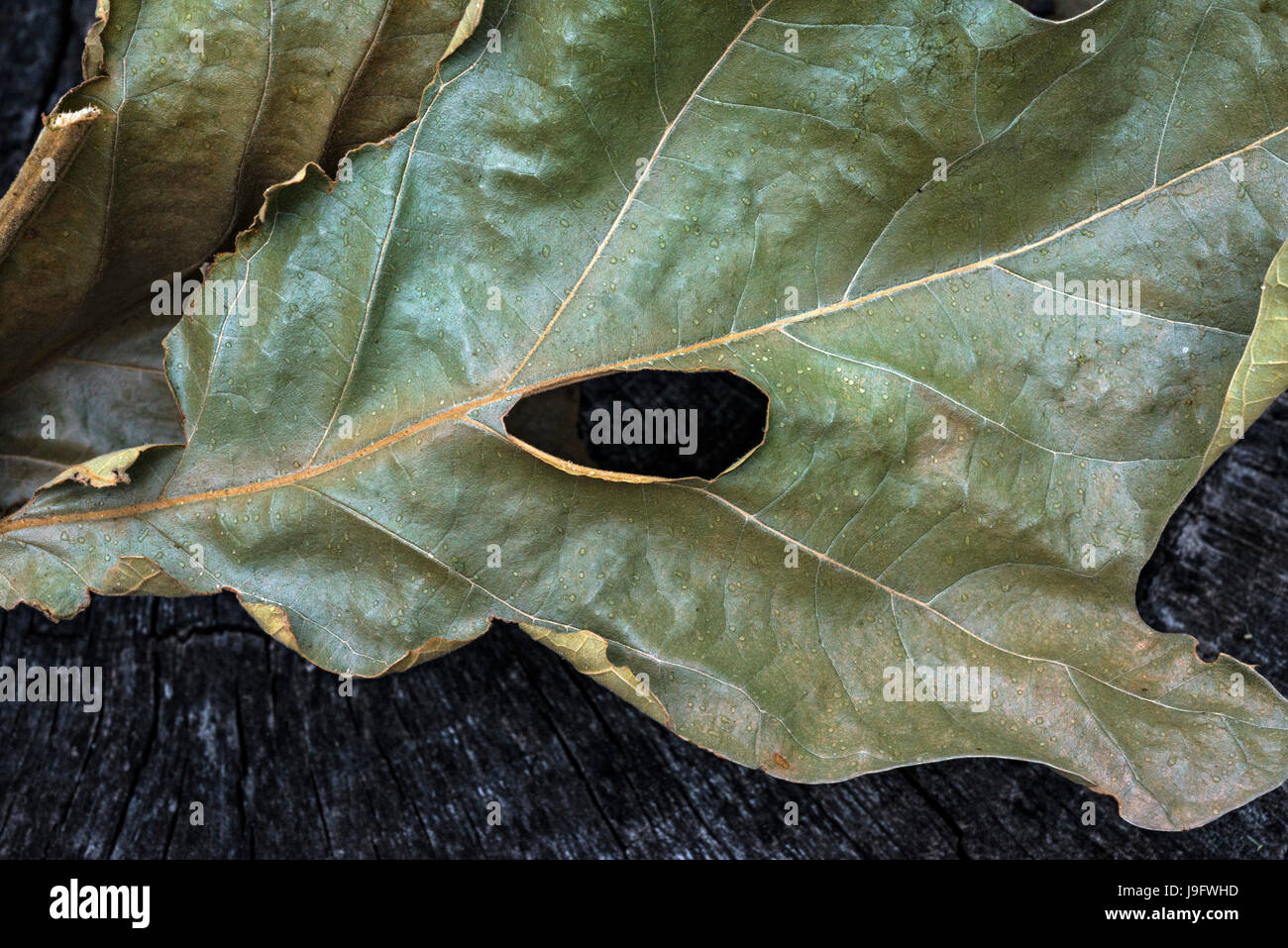Dried up leaf cluster from an oak tree Stock Photo - Alamy