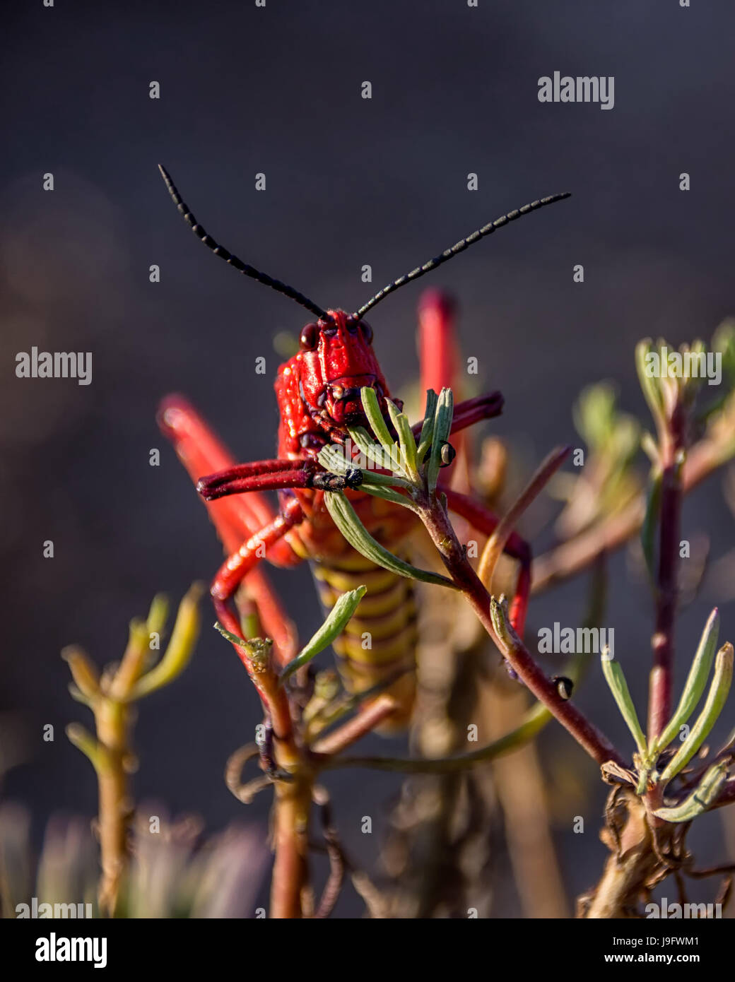 Foaming grasshoppers hi-res stock photography and images - Alamy