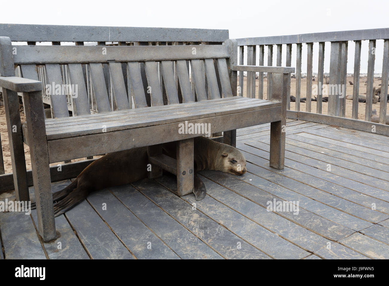 Cape fur seal relaxing unde a bench, Cape Cross, Namibia Stock Photo ...