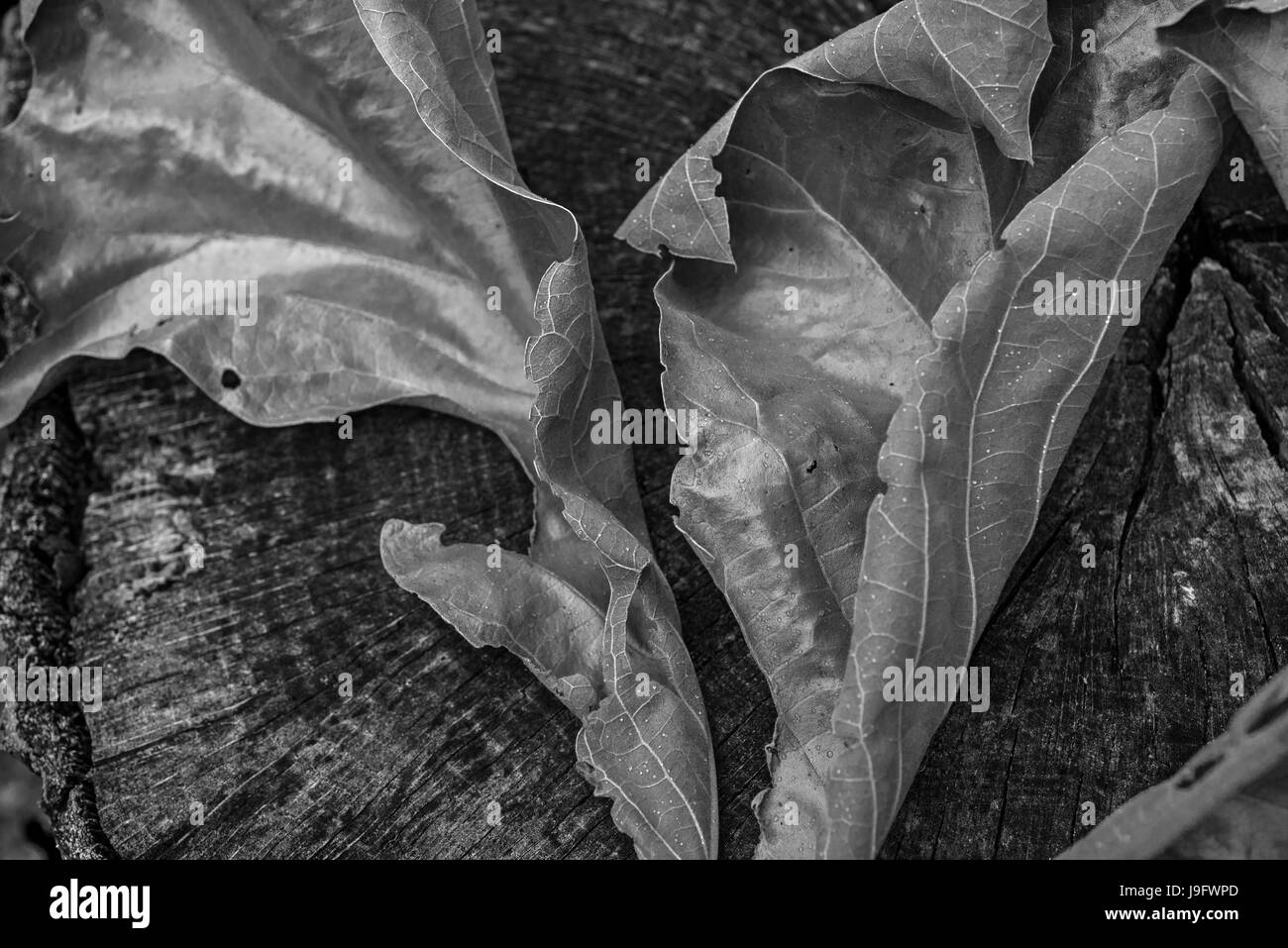 Autumn leaf oak leaf Black and White Stock Photos & Images - Alamy