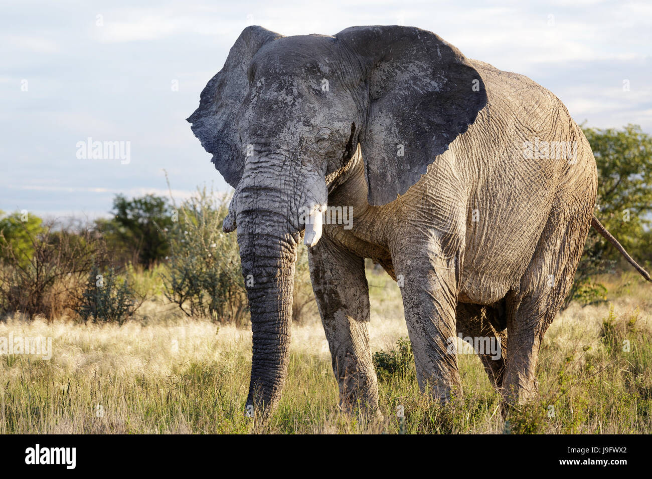 Angry elephant hi-res stock photography and images - Alamy