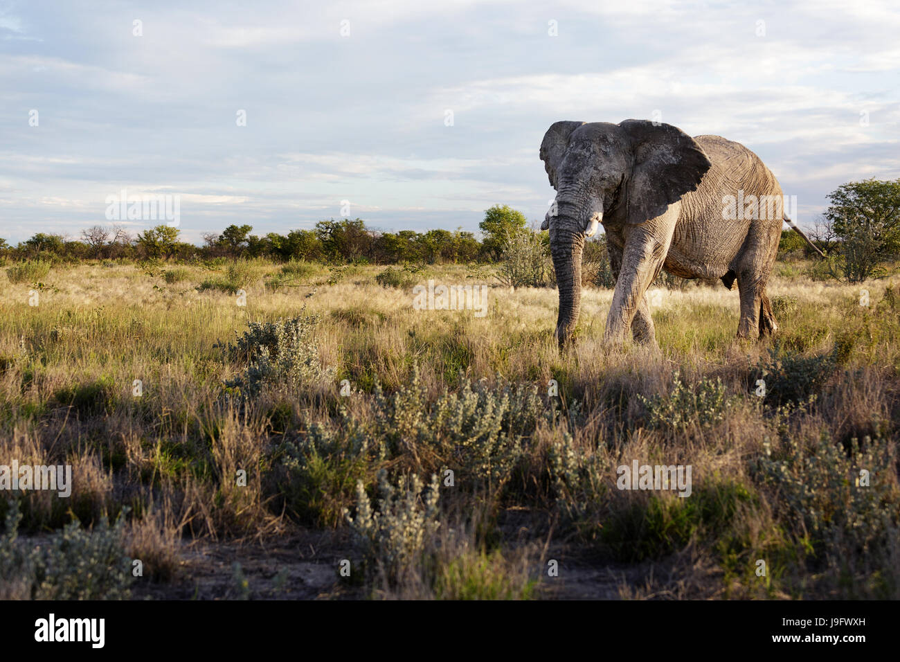 Large african elephant moving trough savanna in Etosha NP, Namibia ...
